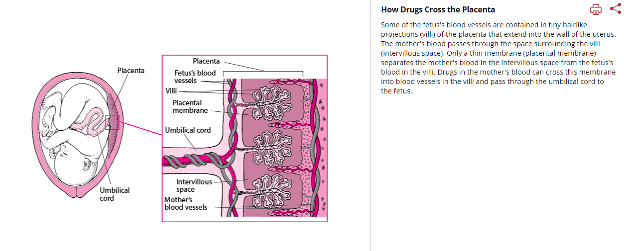 The Risks of Drug Use During Pregnancy